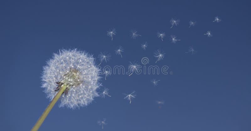 Dandelion Close-up. Flying Parachutes from Dandelion on Clear Blue Sky ...