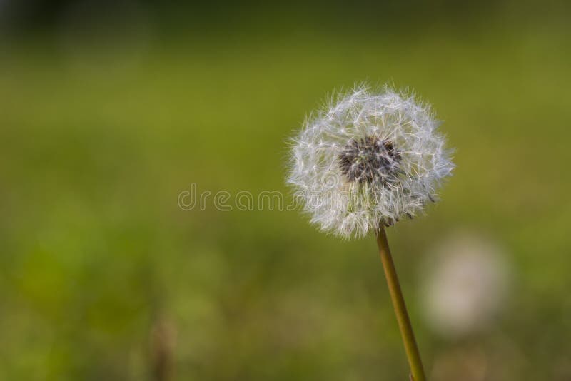 Dandelion stock image. Image of season, green, flower - 45880403