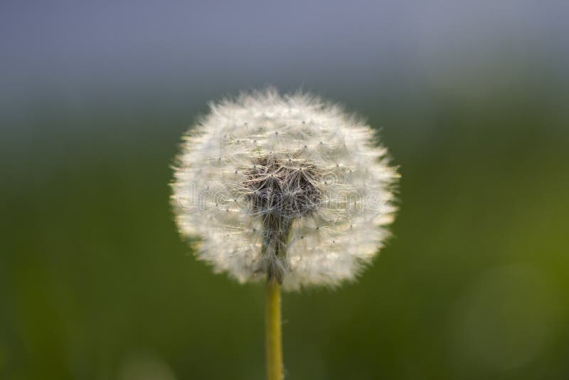 Dandelion stock image. Image of green, copy, neat, light - 45880419