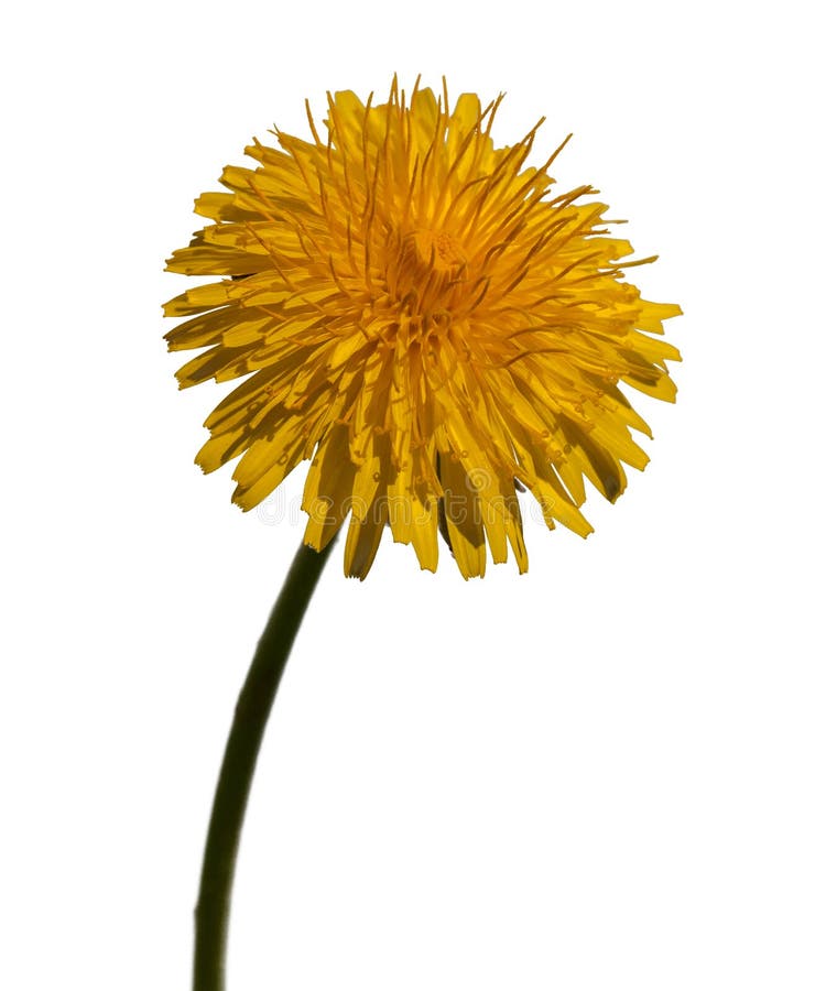 Dandelion stock photo. Image of dandelion, petal, stalk - 93481748