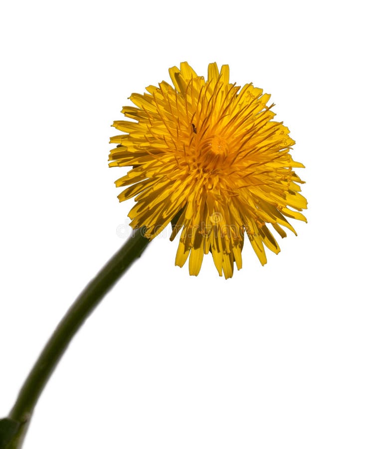 Dandelion stock photo. Image of color, stalk, dandelion - 93481780