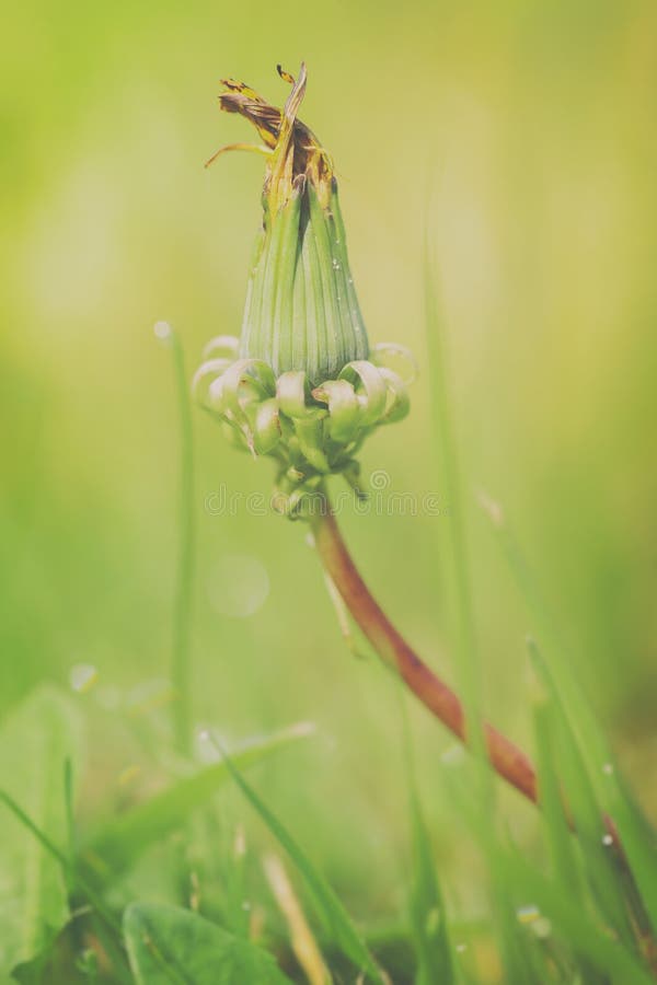 Dandelion - closed flower stock image. Image of nature - 83994153