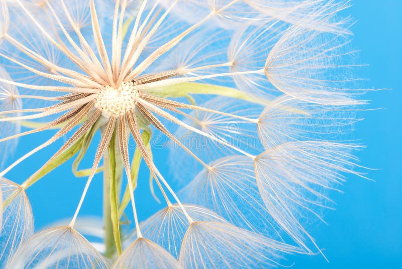 Soft dandelion flowers stock image. Image of delicate - 23885601