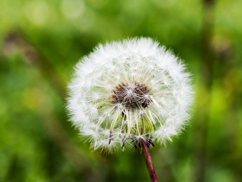 Dandelion stock image. Image of pollen, blowball, change - 52844005