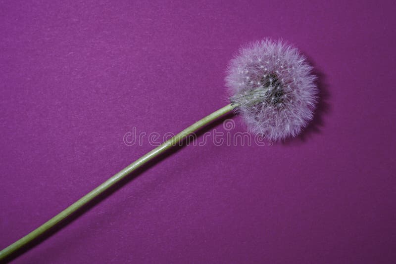 Dandelion on Colored Background Stock Photo - Image of natural, nature ...