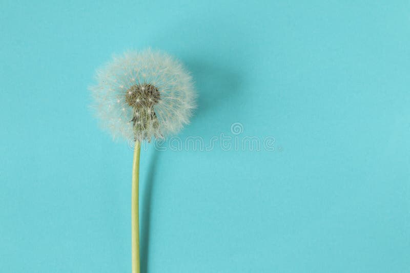 Dandelion on Colored Paper Background. Stock Photo - Image of spring ...