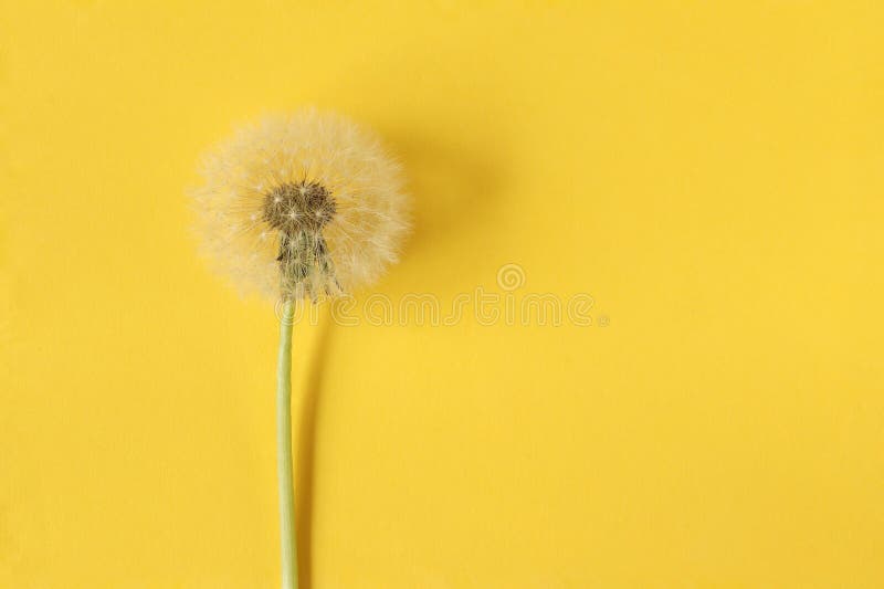 Dandelion on Colored Paper Background. Stock Photo - Image of flowers ...