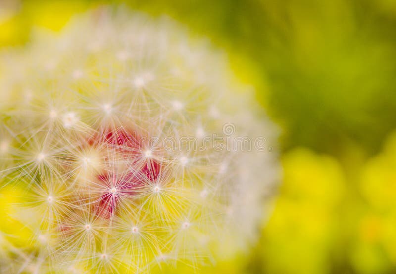 Dandelion at Colorful Background Stock Photo - Image of blossoming ...