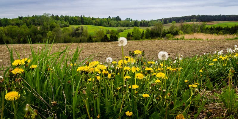 Dandelion Country Landscape Stock Image - Image of nature, flower: 90809125