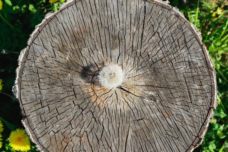 Dandelion Cut Down Old Tree Trunk Top View Stock Photo - Image of slice ...