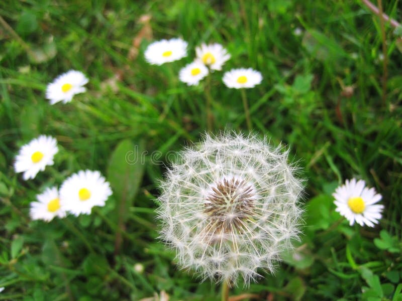 Dandelion and daisies stock photo. Image of seeds, field - 13595000