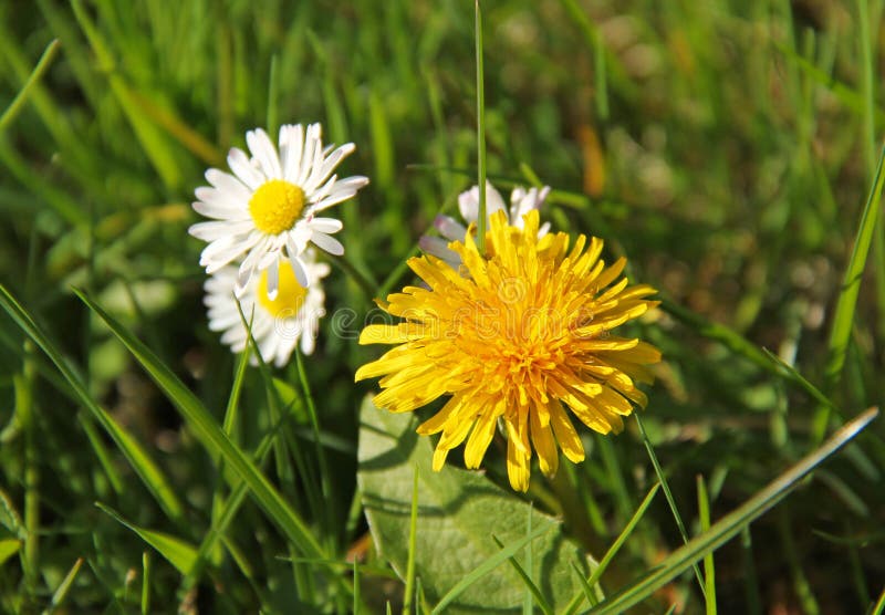 Dandelion and daisies stock photo. Image of garden, nature - 13595000