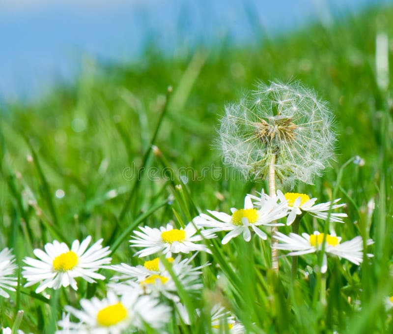 Dandelion and Daisy Flowers Stock Image - Image of blue, bright: 6482473