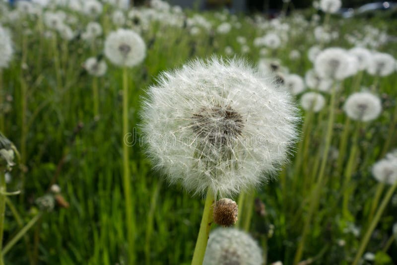 Dandelion. Dandelion Fluff. Stock Image - Image of season, floral: 85557705