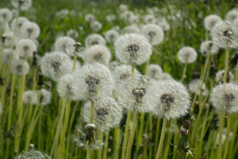 Dandelion. Dandelion Fluff. Stock Photo - Image of nature, flora: 85557836