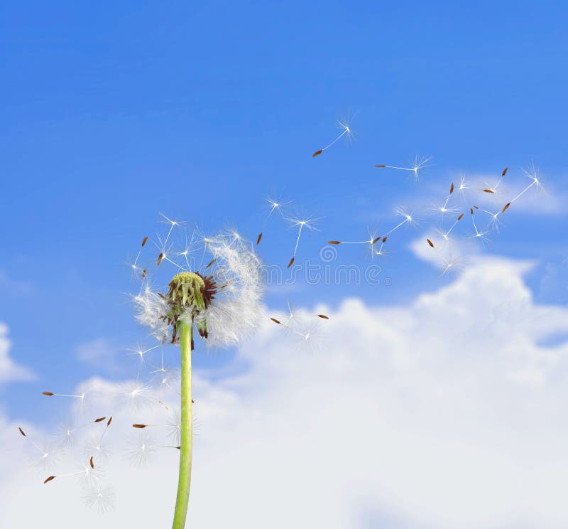 Dandelion stock image. Image of plant, pollination, dandelion - 113323145 Dandelion stock image. Image of plant, pollination, dandelion - 113323145
