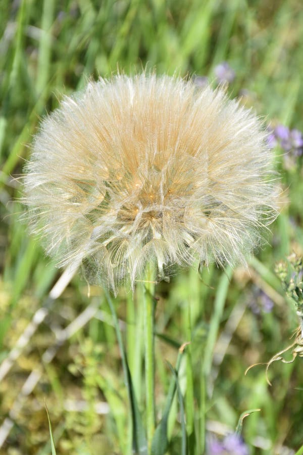 Dandelion, Dandelions Flower, Seeds of Dandelion Stock Image - Image of ...