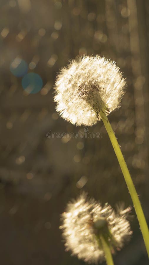 Dandelion in Dramatic Light Stock Image - Image of sunbeam, flora ...