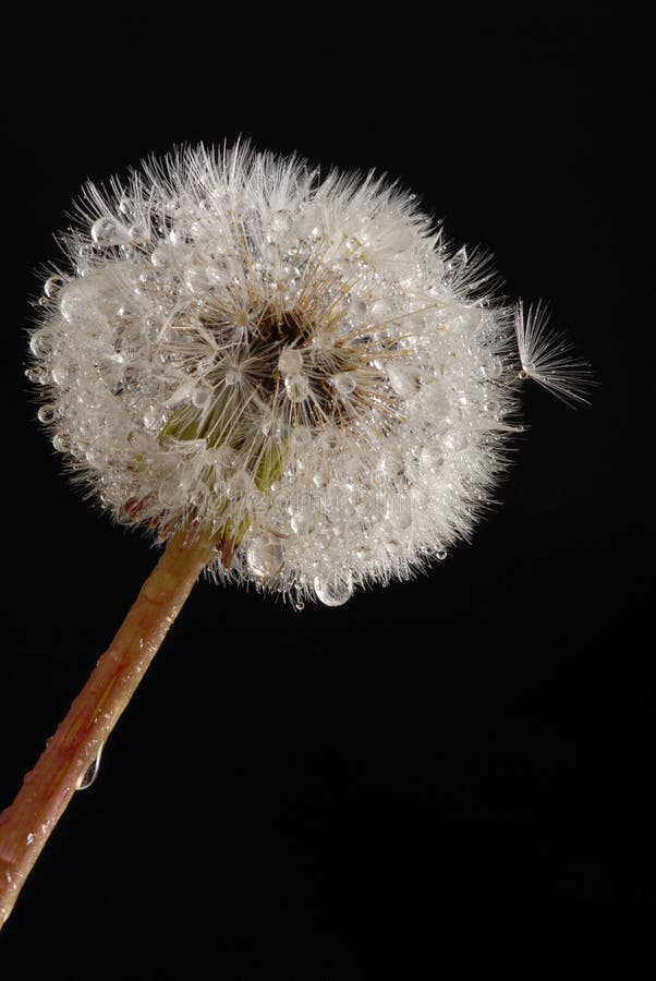 Dandelion with drops stock image. Image of transparent - 14145351