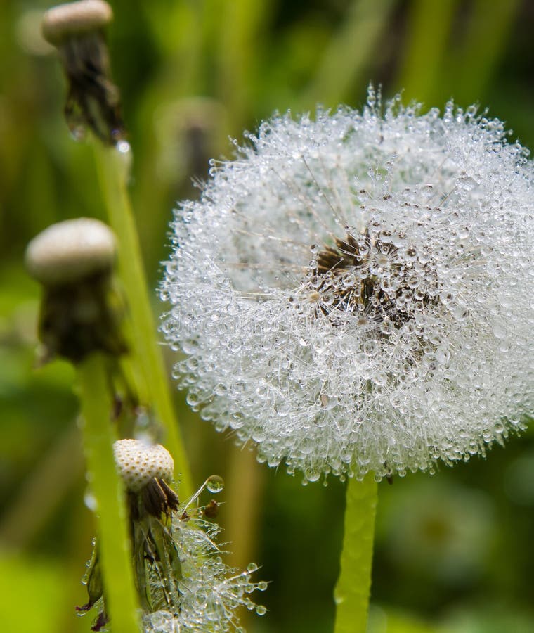 Dandelion in Drops of Water Stock Photo - Image of green, fragility ...