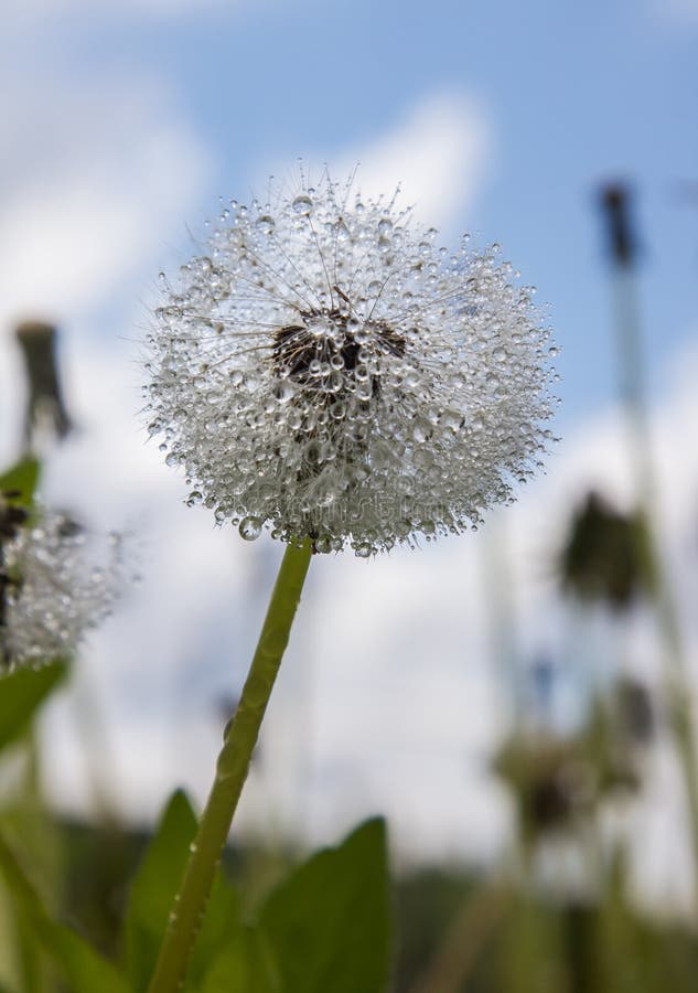 Dandelion in Drops of Water Stock Photo - Image of flying, field: 222404452