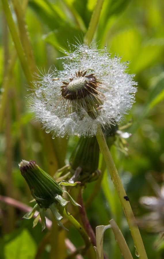 Dandelion in Drops of Water Stock Photo - Image of closeup, natural ...