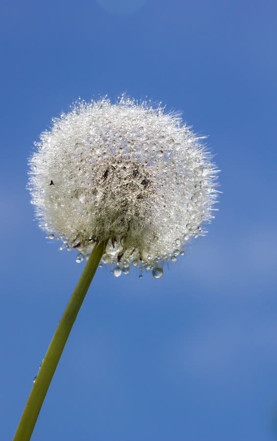 Dandelion in Drops of Water Stock Image - Image of dandelion, drops ...