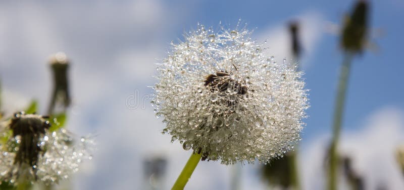Dandelion in Drops of Water Stock Image - Image of nature, drops: 222737479