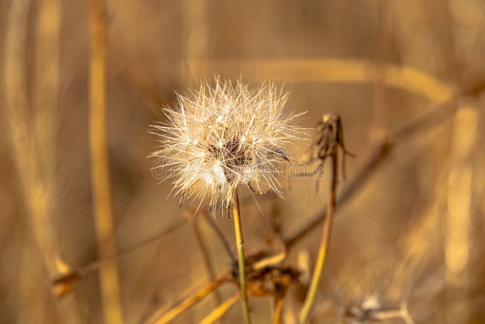 Dandelion in a dry valley stock image. Image of grass - 259081105