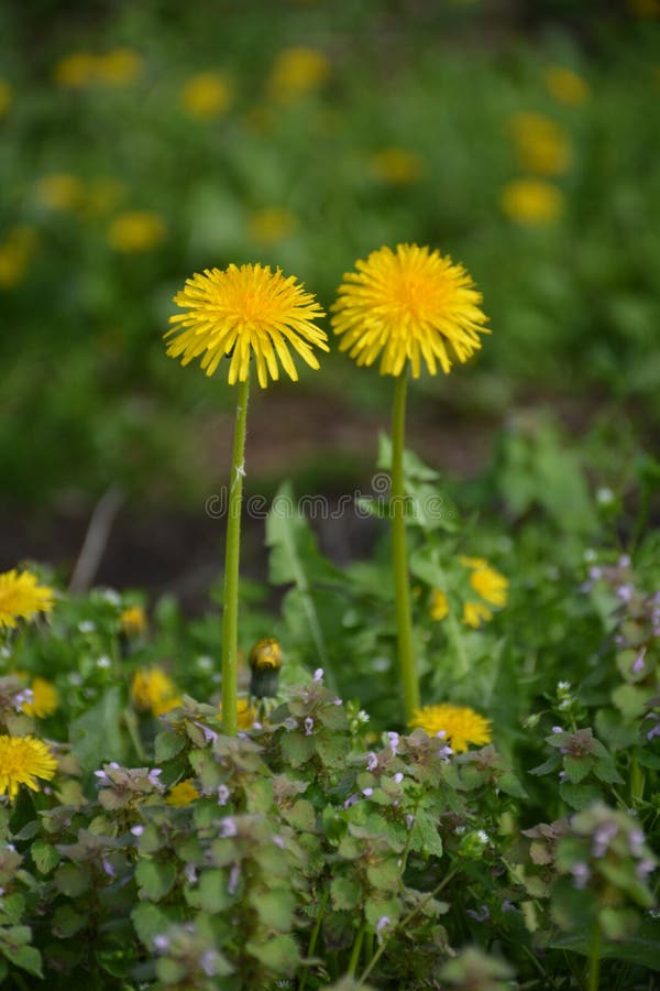 Dandelion duo stock image. Image of together, natural - 93377619