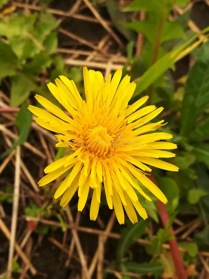 Dandelion in the Early Days Stock Photo - Image of petal, yellow: 244058780