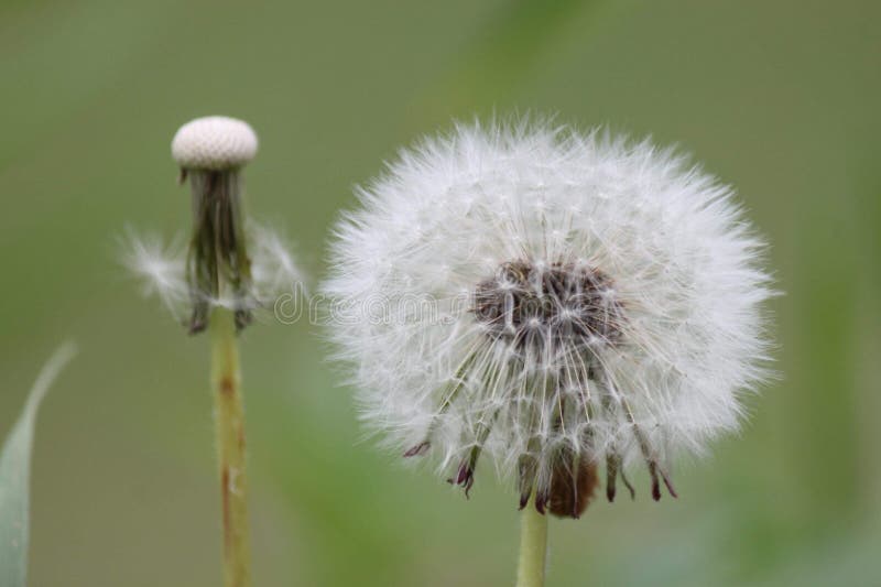 Dandelion stock photo. Image of evolution, spring, wildflowers - 120522466
