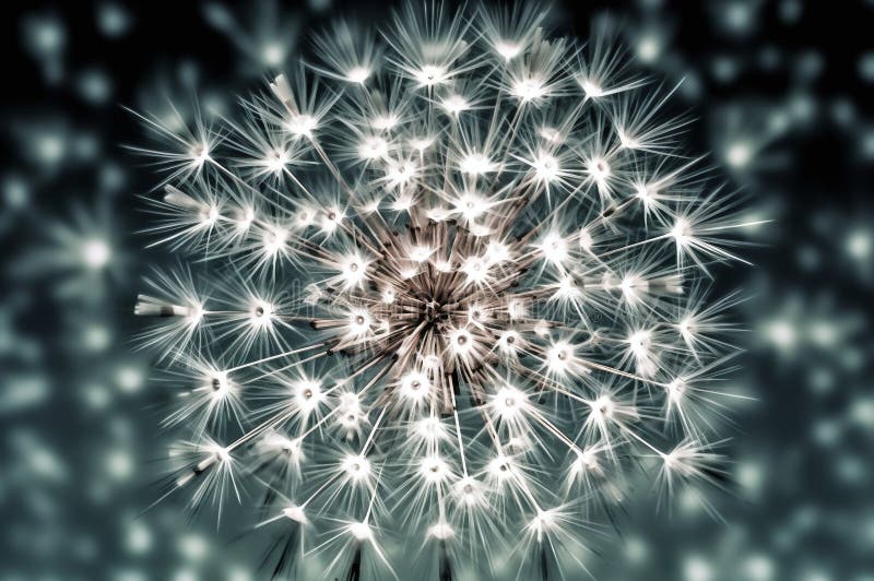 Dandelion Explosion with Bokeh Effect on Black Background Stock Illustration - Illustration of ...