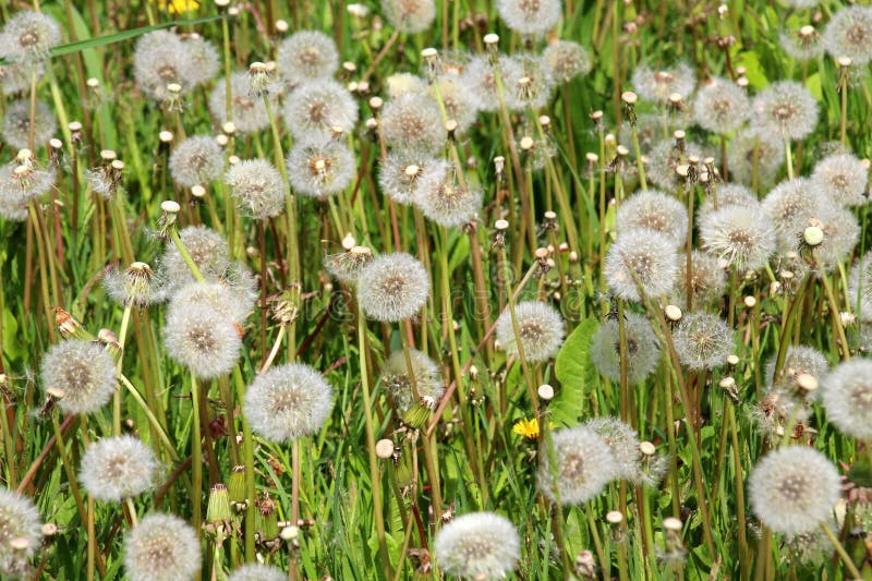 A Dandelion Faded in the Meadow Stock Photo - Image of ripened, light ...