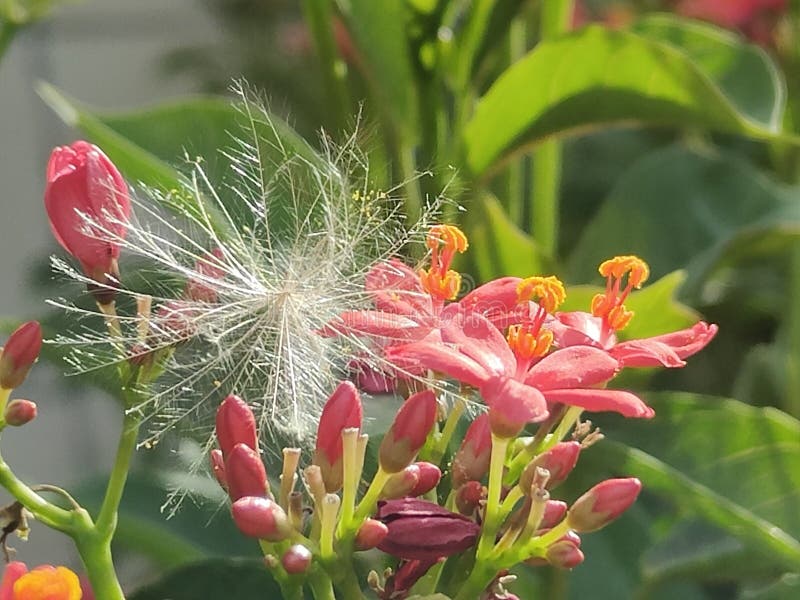 Dandelion Fallen on Flowers Stock Image - Image of food, flower: 246834545