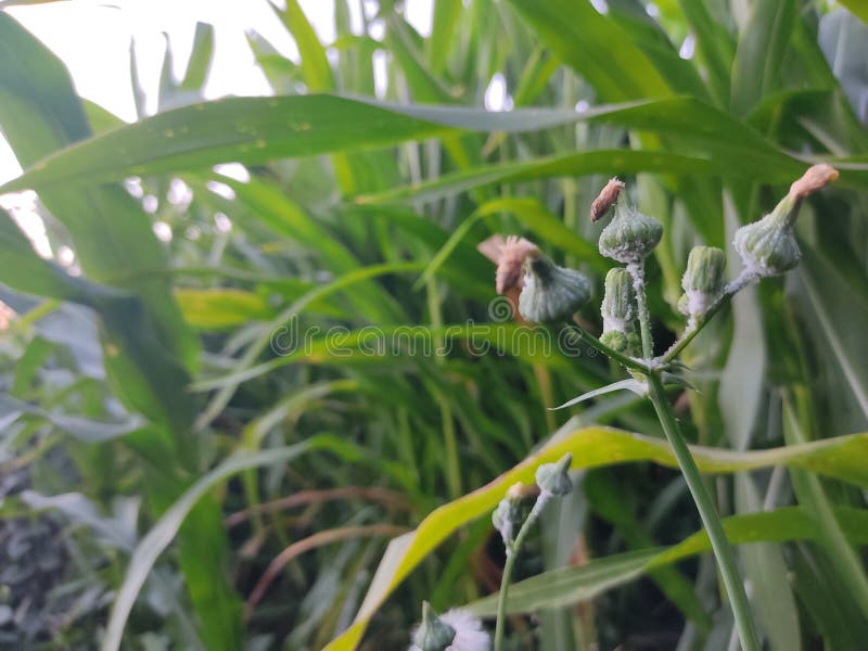 Dandelion in the farm stock photo. Image of farm, lawn - 208262852