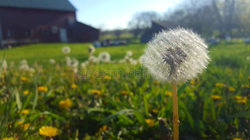 Dandelion farm stock photo. Image of farm, control, care - 91120474