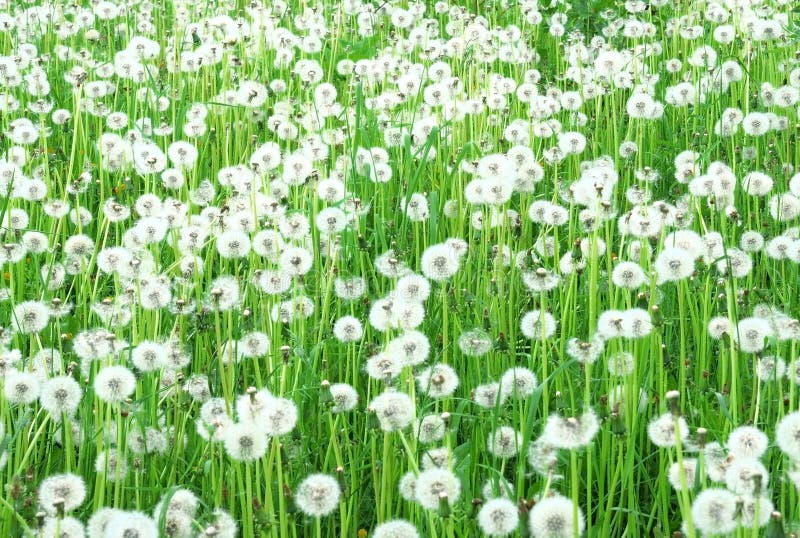 Dandelion field and sky stock photo. Image of land, country - 36603238