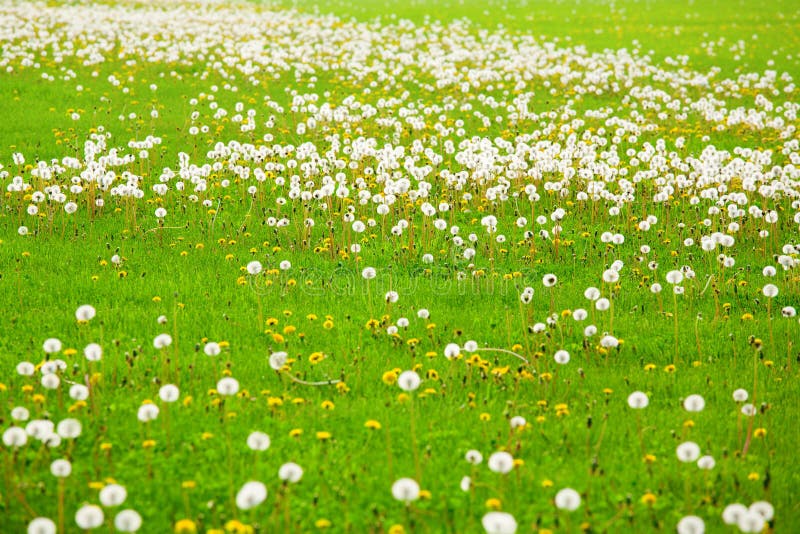Dandelion field stock image. Image of yellow, blooming - 12795721