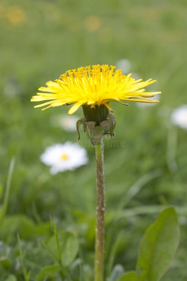 Dandelion in a field stock image. Image of blur, field - 14156139