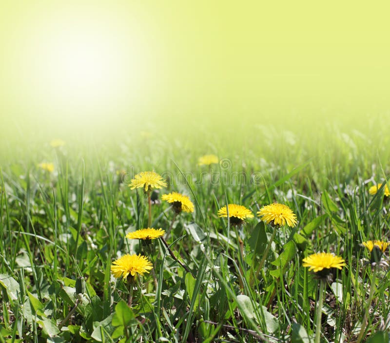 Dandelion field stock image. Image of green, floral, meadow - 16856751
