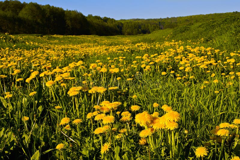 Dandelion field stock photo. Image of panorama, close - 19643996