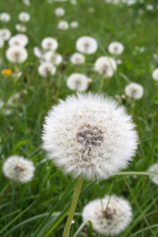 Dandelion stock image. Image of city, outdoors, green - 40651673