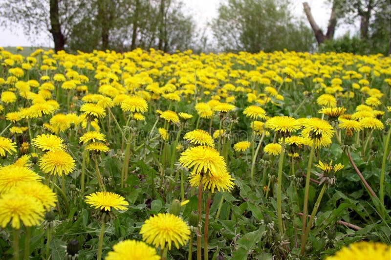 Dandelion Field stock photo. Image of dandelion, spring - 586796