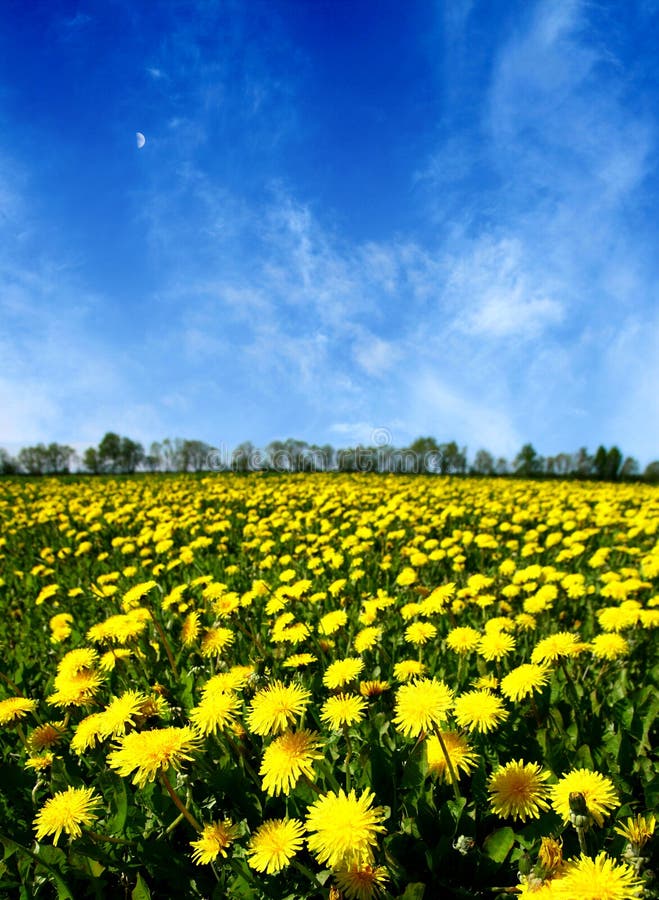 Dandelion field stock photo. Image of natural, park, landscape - 6065586