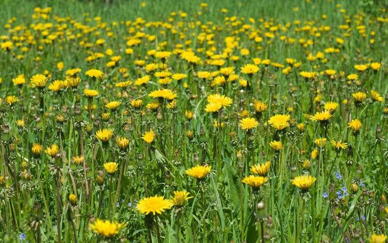 Dandelion field stock image. Image of floral, field, sunlight - 6225203