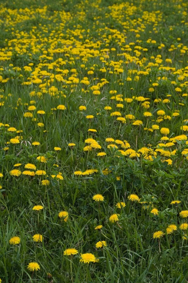 82,827 Dandelion Field Stock Photos - Free & Royalty-Free Stock Photos ...