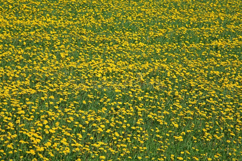 Dandelion Field stock image. Image of dandelion, field - 7657025