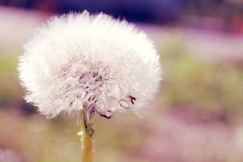 Dandelion in the field stock image. Image of beautiful - 81120099