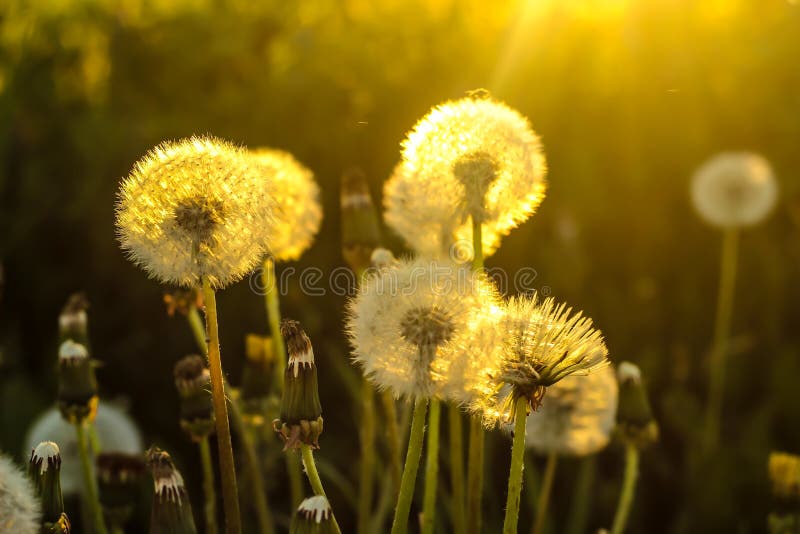 Dandelion Field Beautiful Orange Sunset Stock Photo - Image of morning ...